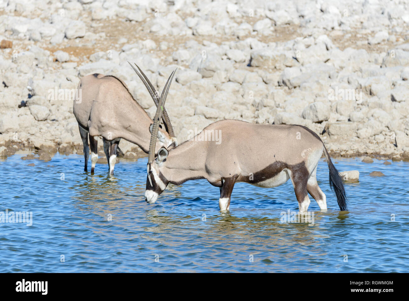 Wild oryx antelope in the African savannah Stock Photo - Alamy