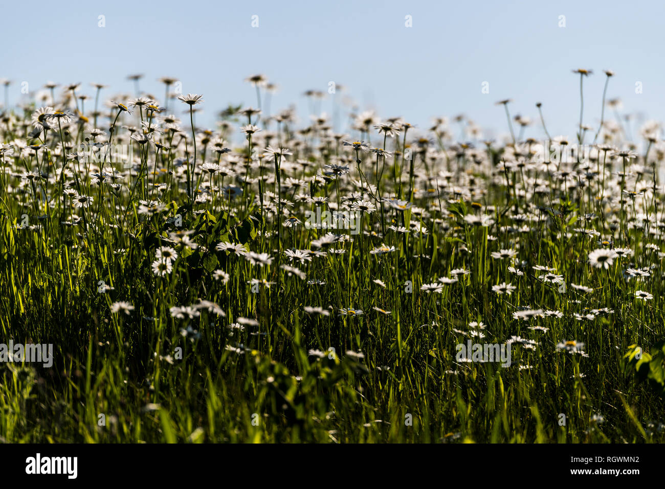 Wild flowers in northern Wisconsin Stock Photo - Alamy