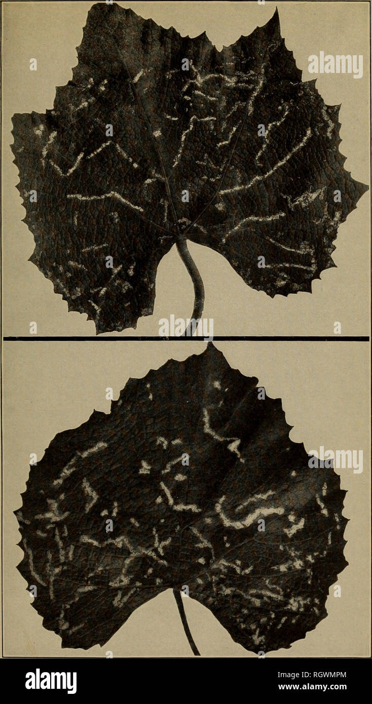 . Bulletin. Insects; Insect pests; Entomology; Insects; Insect pests ...