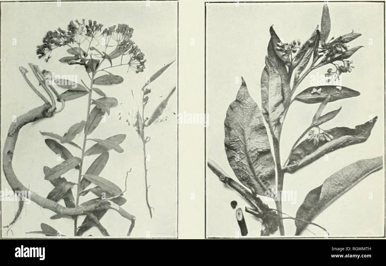 . Bulletin. 1901-13. Agriculture; Agriculture. Fig. 1 .—American ...