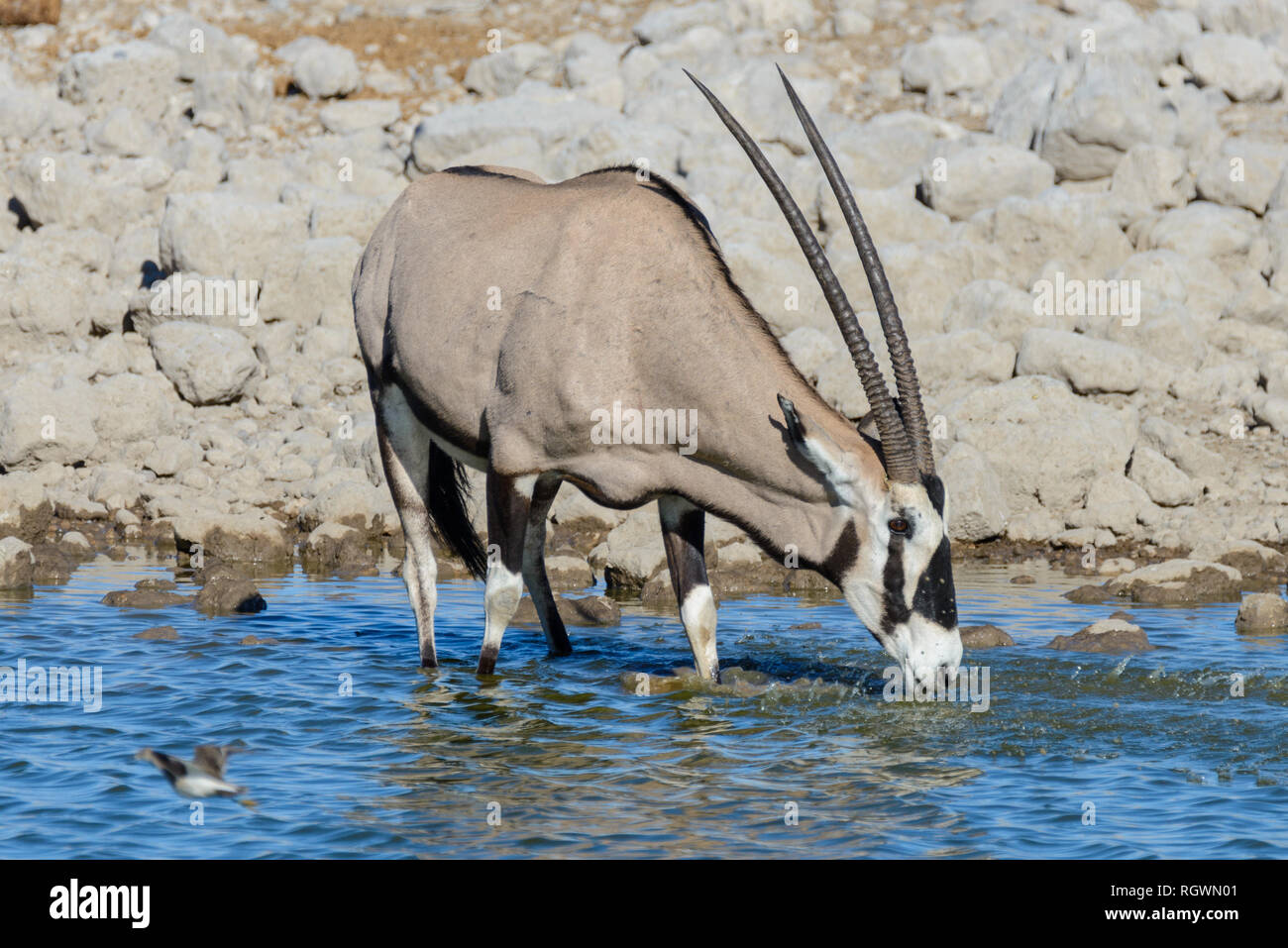 Wild oryx antelope in the African savannah Stock Photo - Alamy