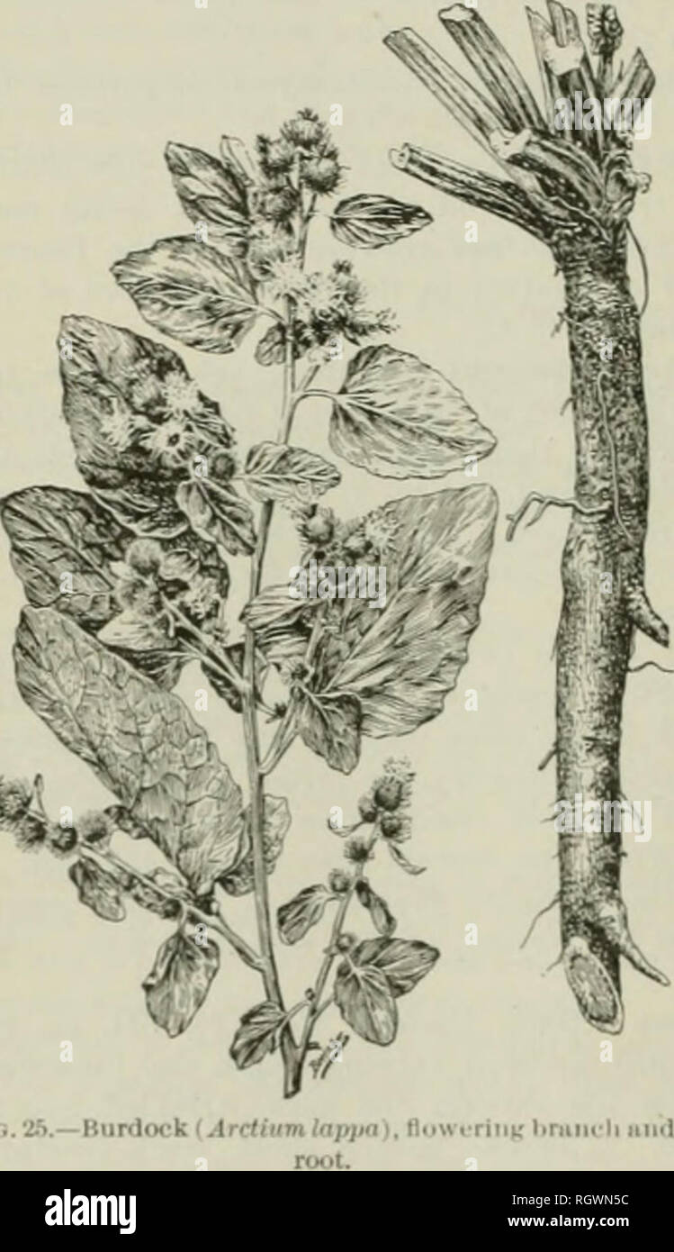 . Bulletin. 1901-13. Agriculture; Agriculture. 64 AMERICAN ROOT DRUGS ...