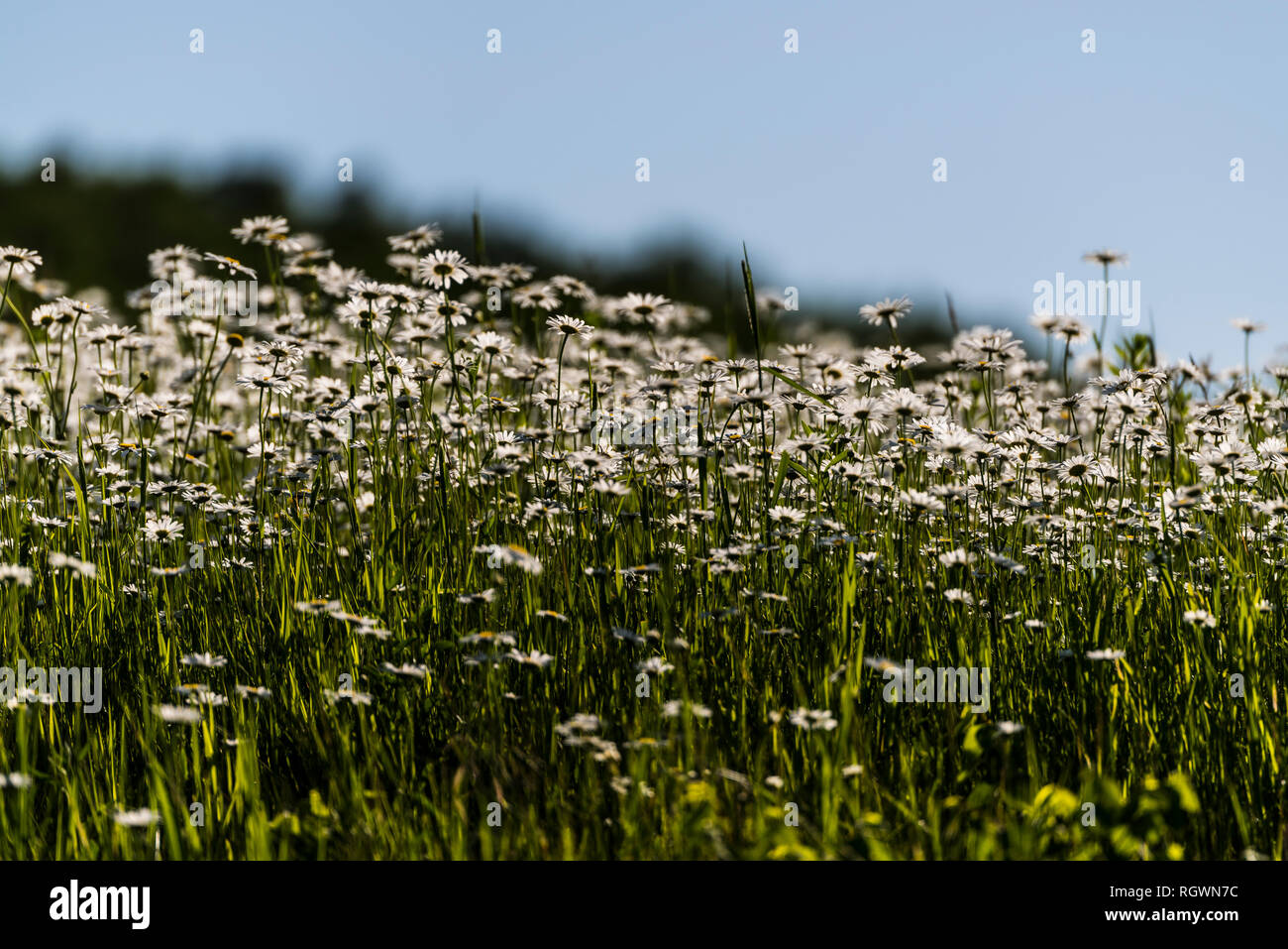 Wild flowers in northern Wisconsin Stock Photo - Alamy