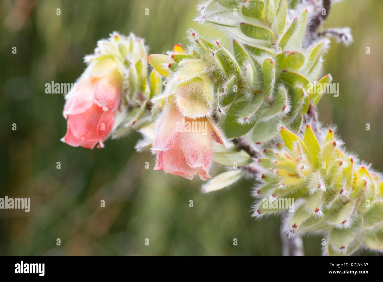 Rare Marsh Rose, Orothamnus zeyheri, a vulnerable mountain fynbos ...
