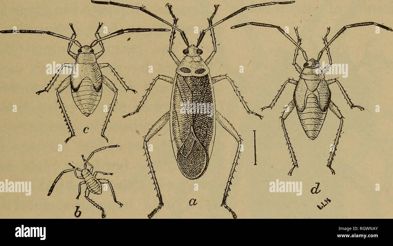 Psallus hi-res stock photography and images - Alamy