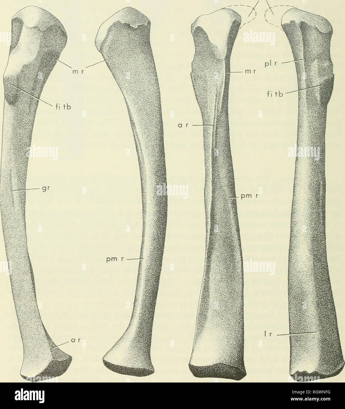 Medial ridge hi-res stock photography and images - Alamy