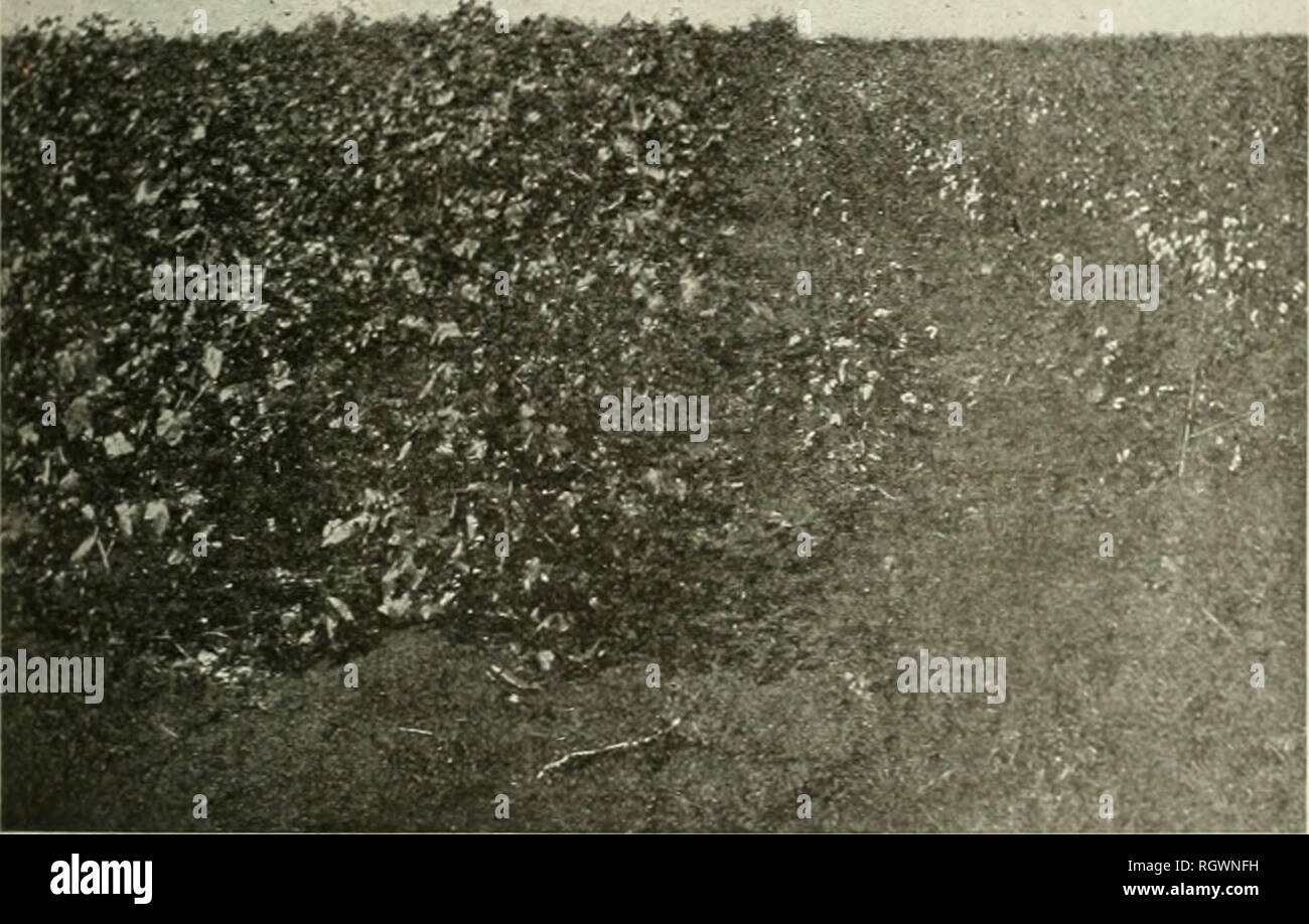 Cotton root rot hi-res stock photography and images - Alamy