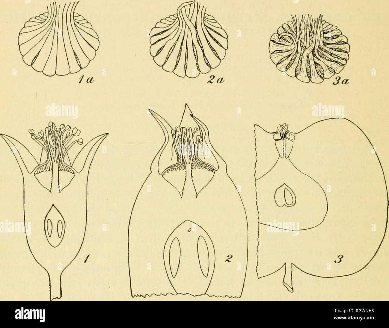 . Bulletin. Insects; Insect pests; Entomology; Insects; Insect pests ...