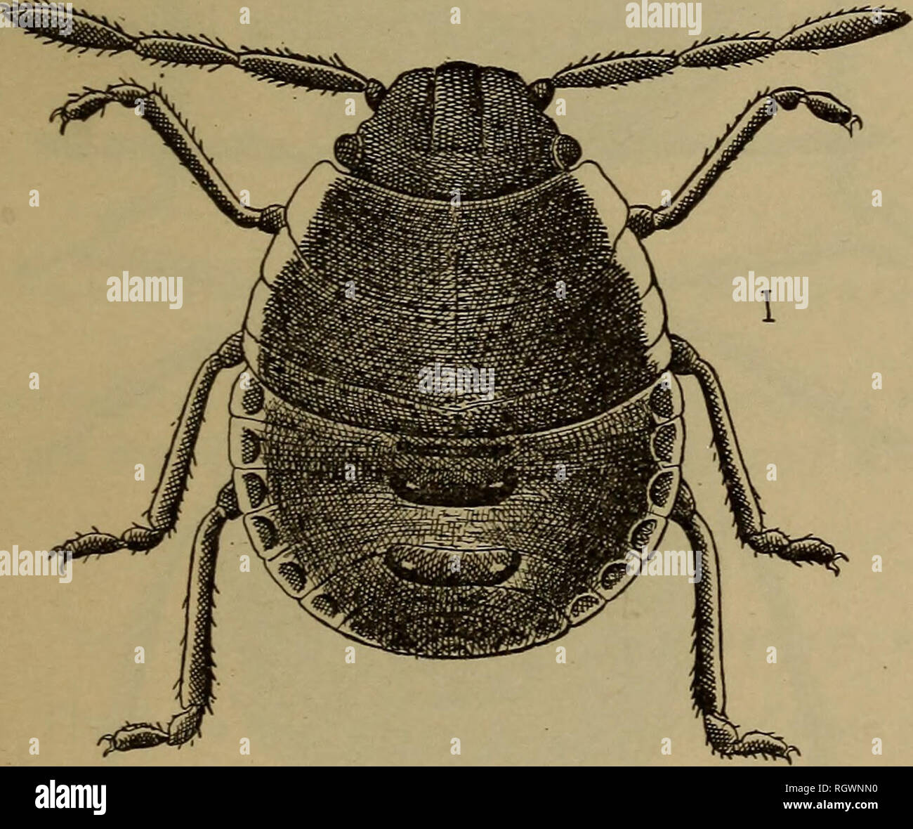 . Bulletin. Insects; Insect pests; Entomology; Insects; Insect pests ...