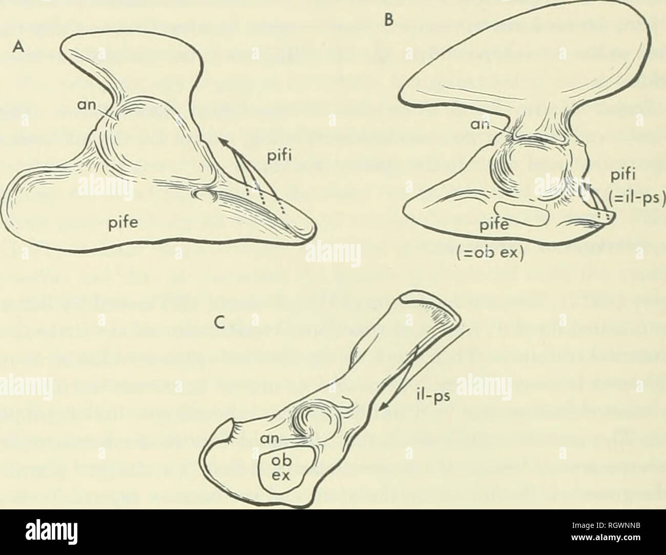 Acetabular notch hi-res stock photography and images - Alamy