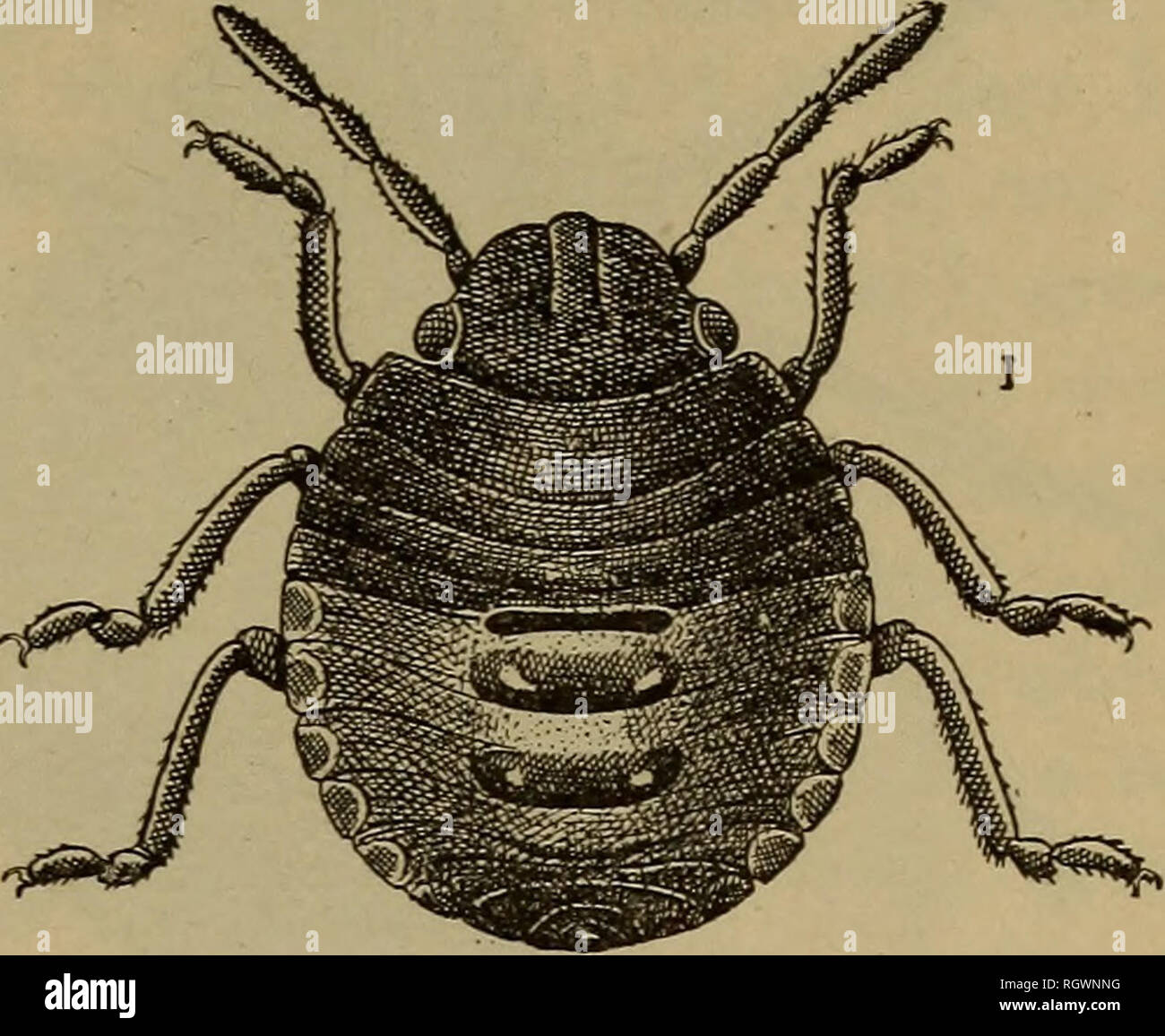 First instar nymph hi-res stock photography and images - Alamy