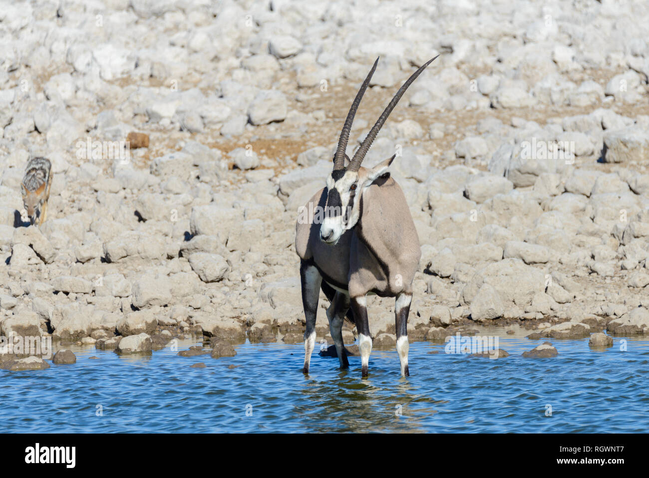 Wild oryx antelope in the African savannah Stock Photo - Alamy