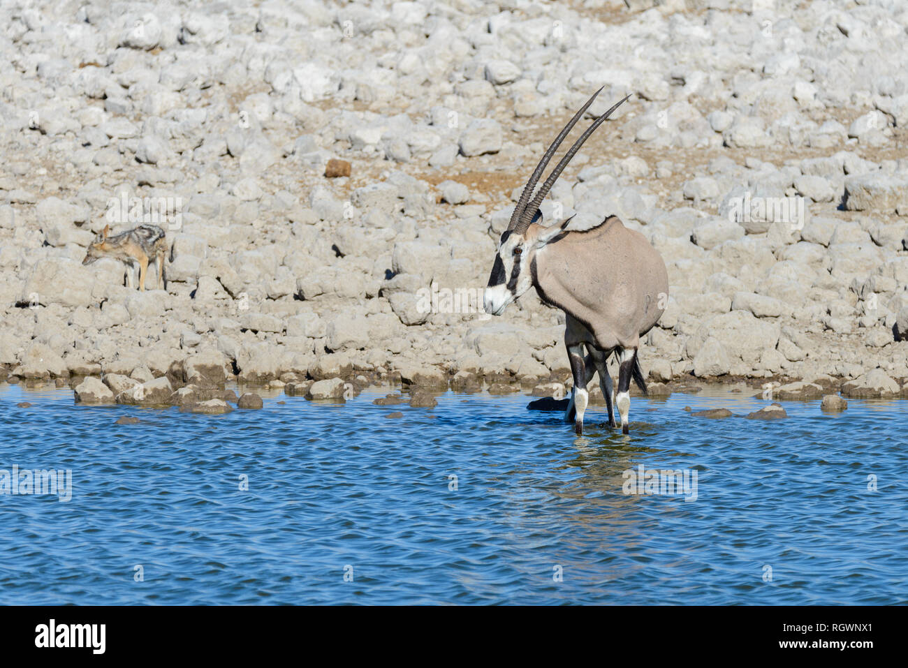 Wild oryx antelope in the African savannah Stock Photo - Alamy