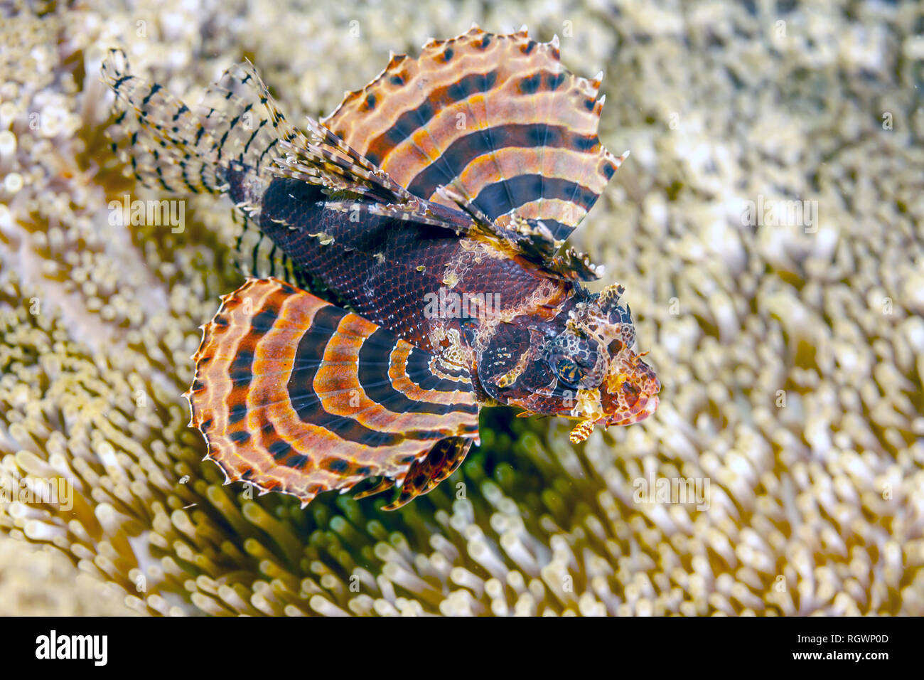 Lionfish underwater on bottom of Lembeh Straits in Indonesia Stock ...