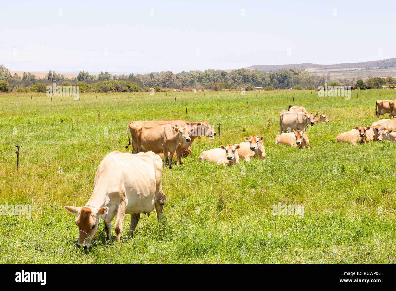 Jersey cow milk production hi-res stock photography and images - Alamy