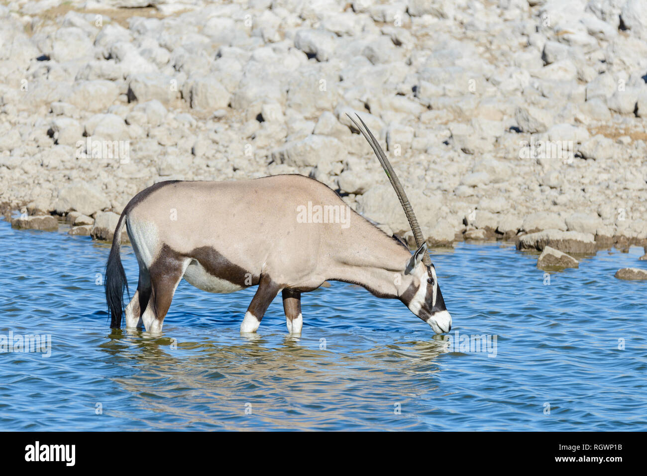 Wild oryx antelope in the African savannah Stock Photo - Alamy