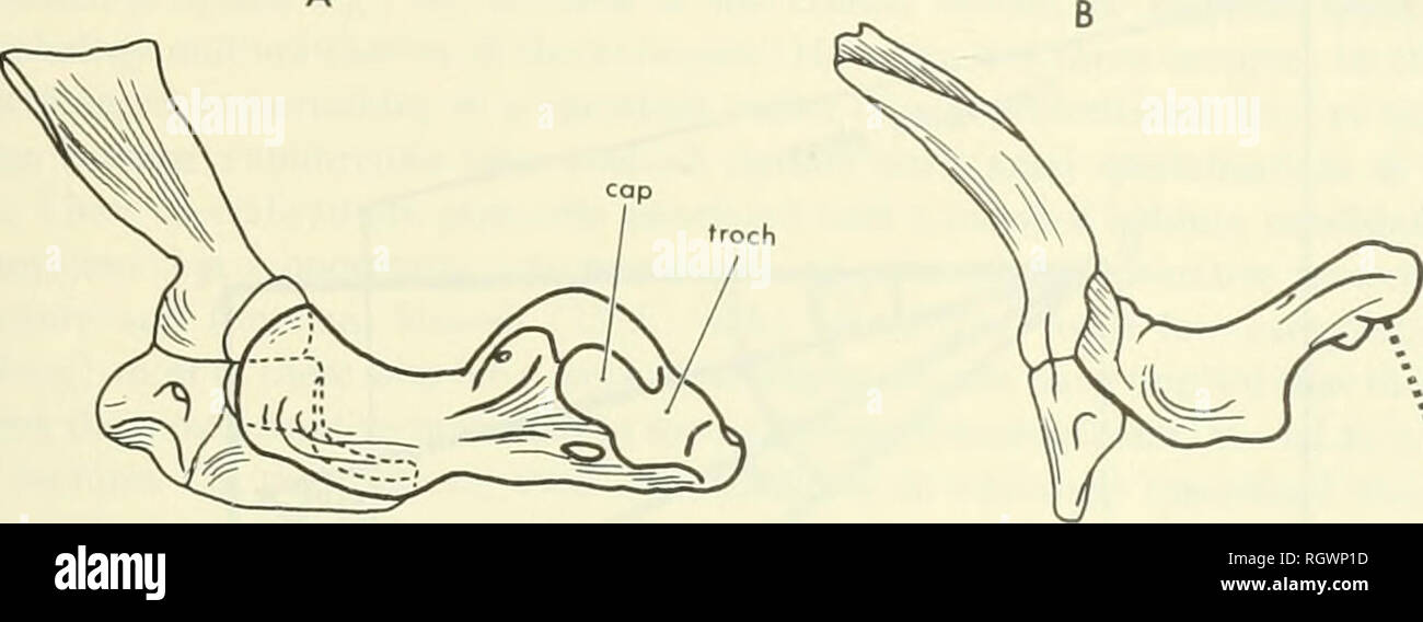 . Bulletin. Natural history. THE POSTCRANIAL SKELETON OF AFRICAN ...
