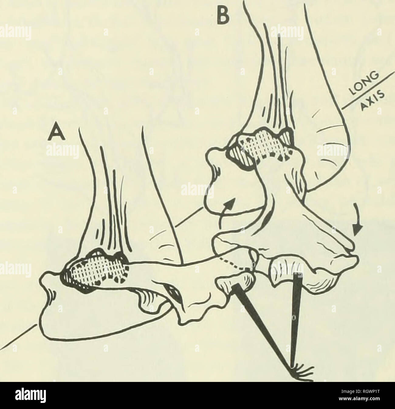 . Bulletin. Natural history. 142 PEABODY MUSEUM BULLETIN 36. fig. 39 ...
