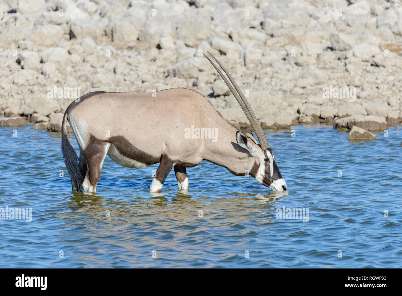 Wild oryx antelope in the African savannah Stock Photo - Alamy