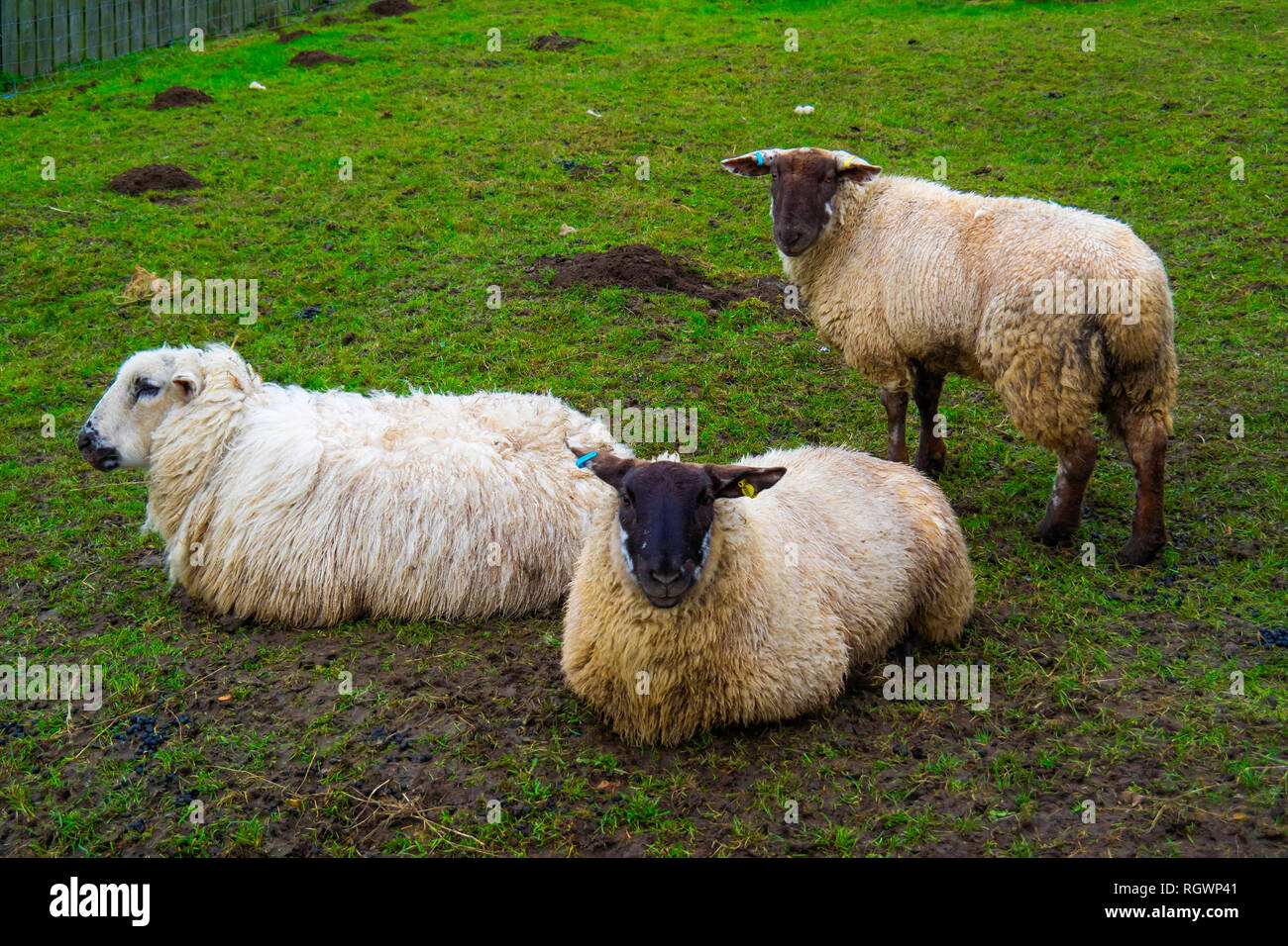 Sheep enclosure hi-res stock photography and images - Alamy