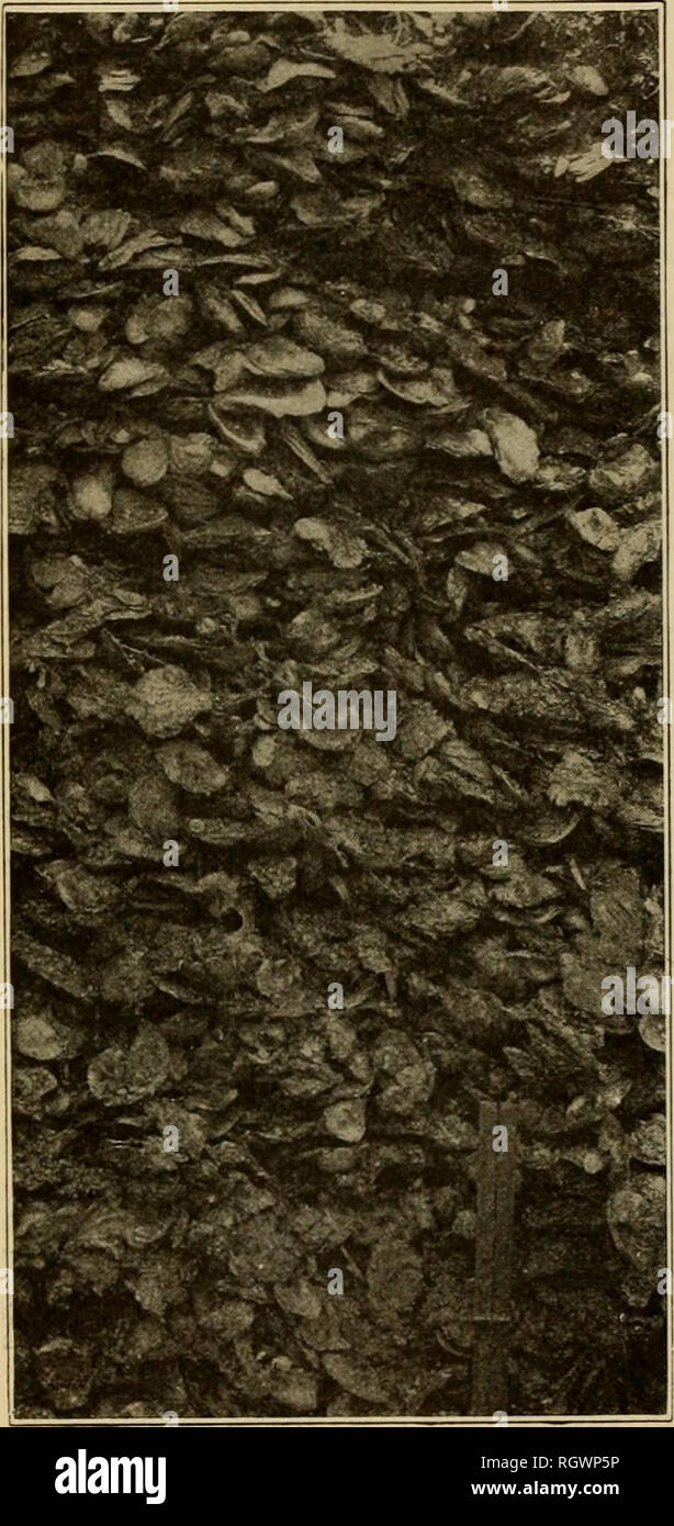 Clam shell midden california hi-res stock photography and images - Alamy