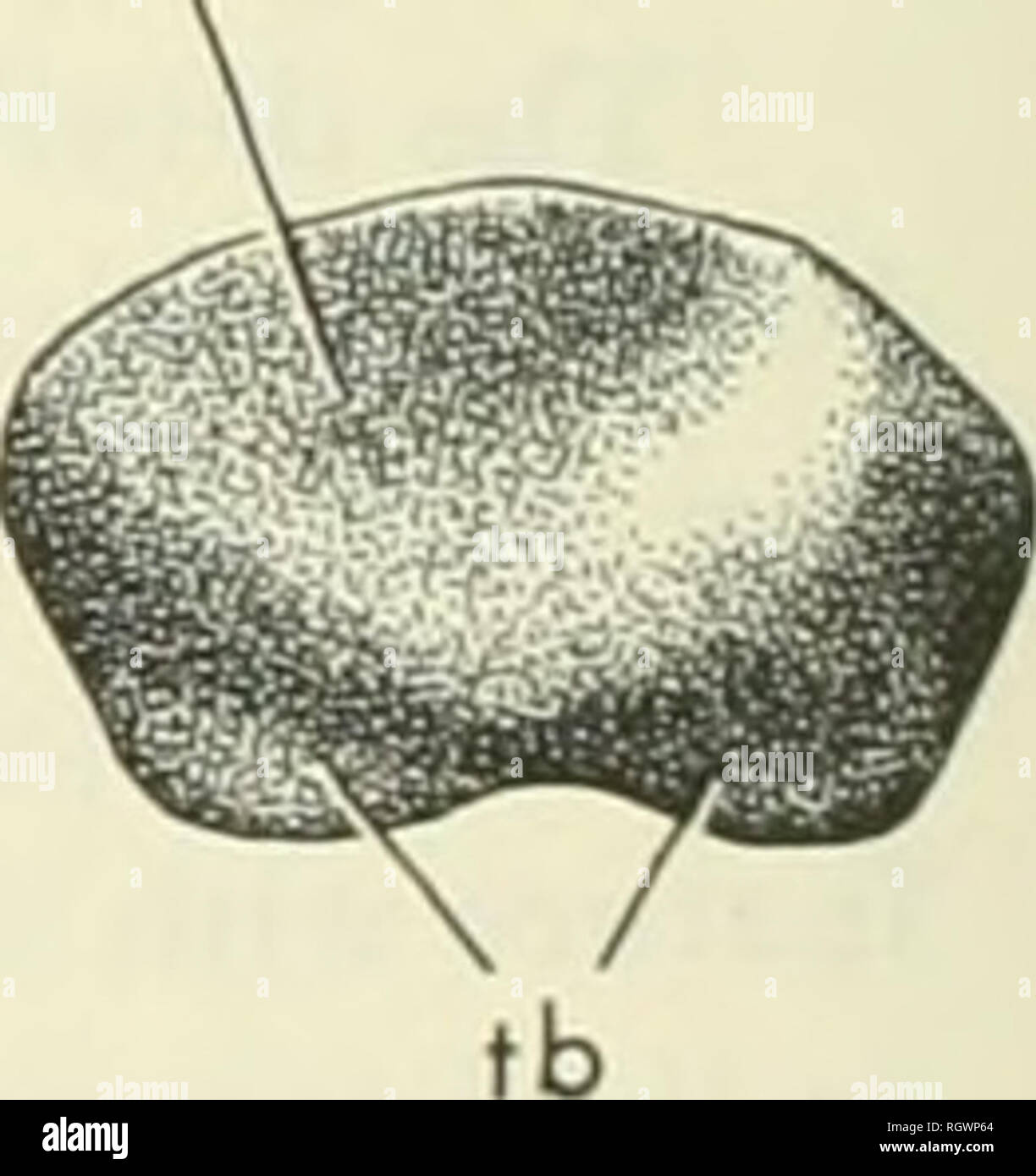 Penultimate Page High Resolution Stock Photography and Images - Alamy
