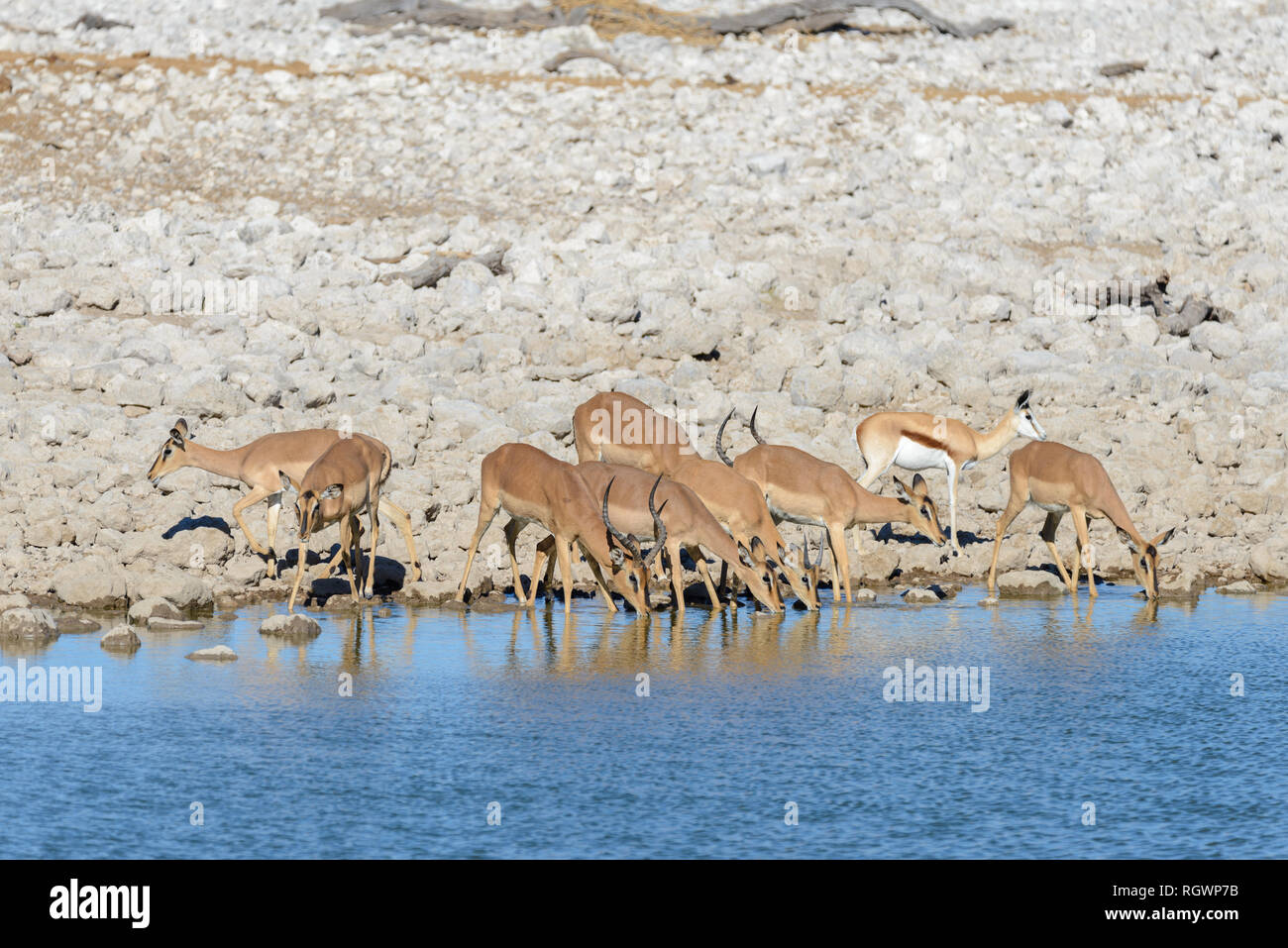 Wild springbok antelopes in the African savanna Stock Photo - Alamy