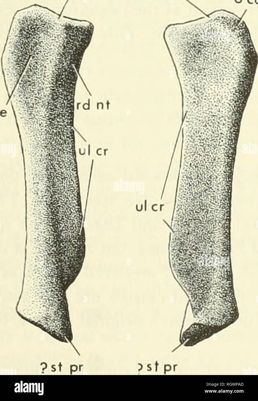 . Bulletin. Natural history. THE POSTCRANIAL SKELETON OF AFRICAN ...