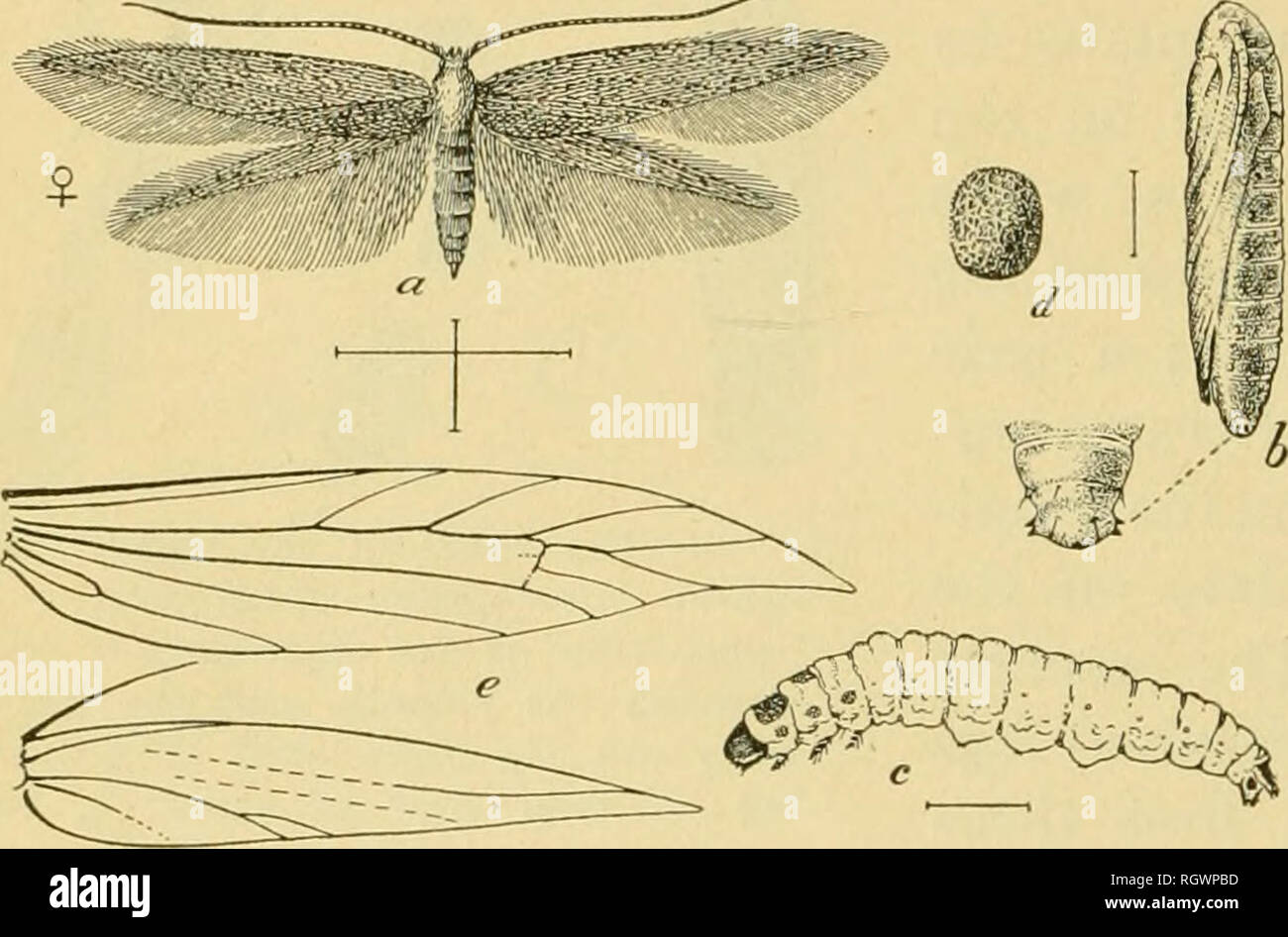 T shaped insects hi-res stock photography and images - Alamy