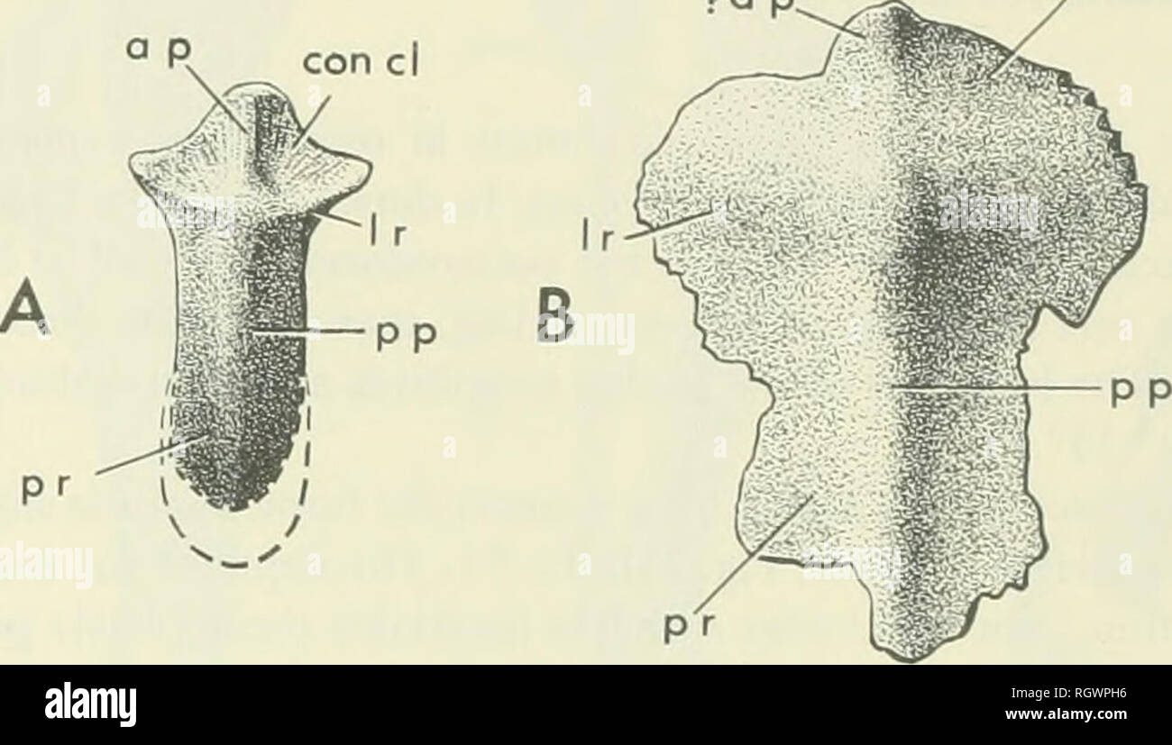 . Bulletin. Natural history. 110 PEABODY MUSEUM BULLETIN 36 Or, r, COn ...