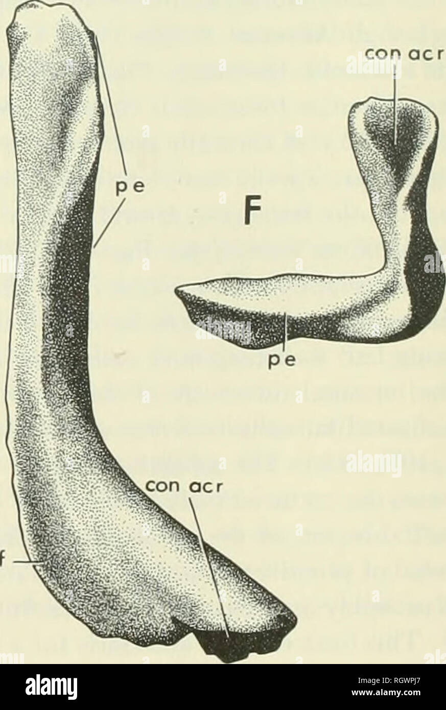 . Bulletin. Natural history. fig. 24. Right clavicle of cf ...