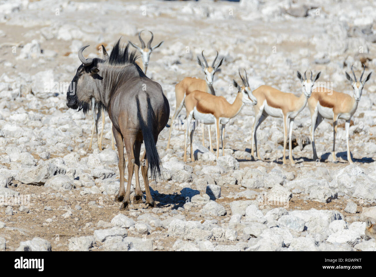 Wild african animals -gnu, kudu, orix, springbok, zebras drinking water ...