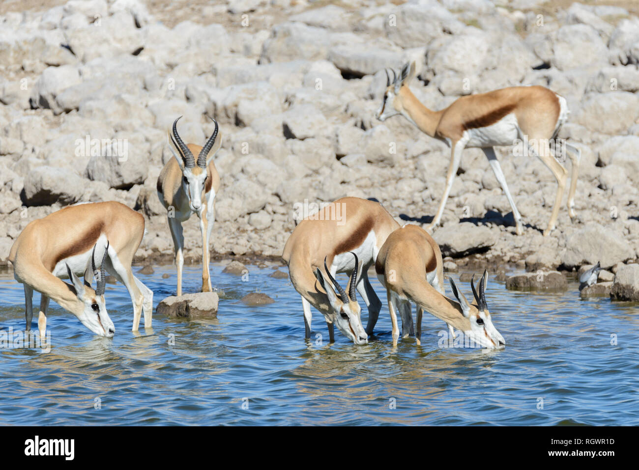 Wild springbok antelopes in the African savanna Stock Photo - Alamy