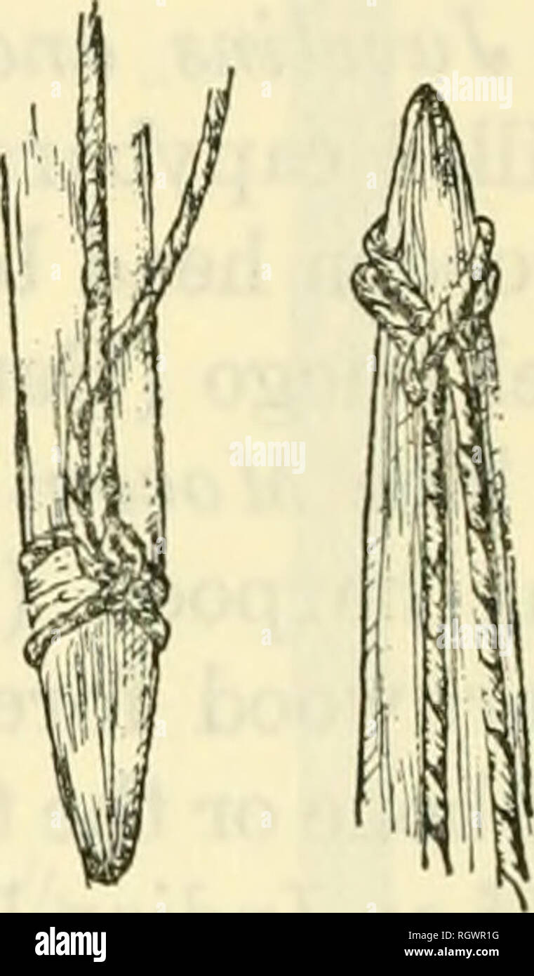 . Bulletin. Ethnology. J. ftlT^lui^ '/« i. e f FiGURB 37.—Chaco weapons ...