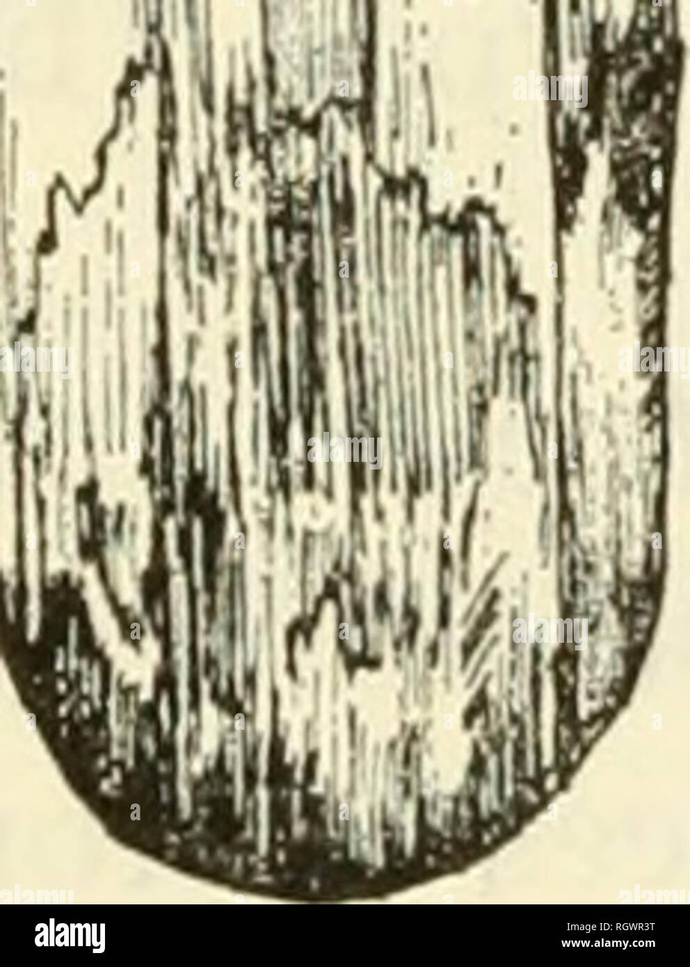 Quebracho tree hi-res stock photography and images - Alamy