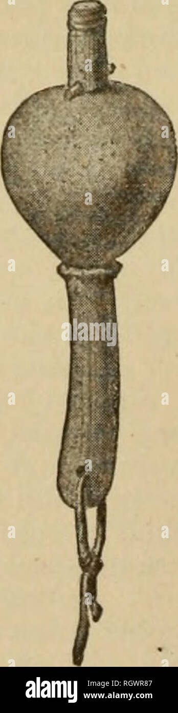 Olivella shells hi-res stock photography and images - Alamy