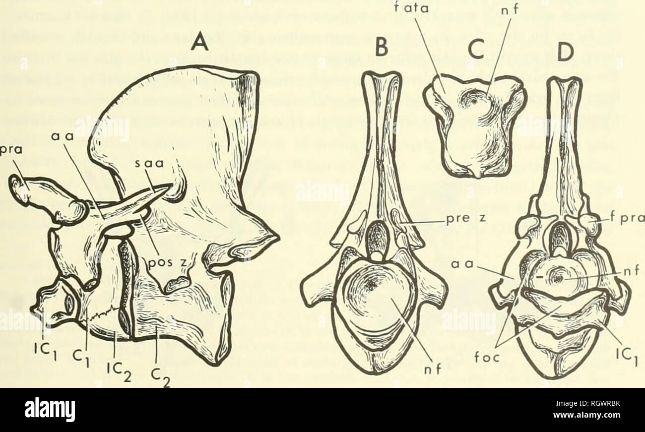. Bulletin. Natural history. THE POSTCRANIAL SKELETON OF AFRICAN ...