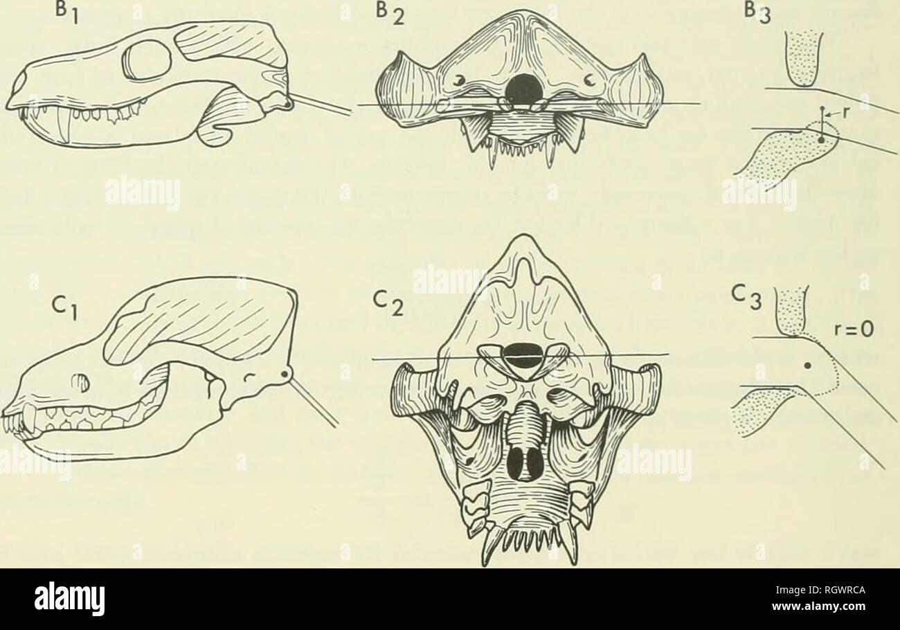 Foramen magnum evolution hi-res stock photography and images - Alamy