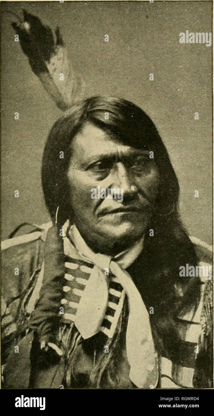 Chief White Bull High Resolution Stock Photography and Images - Alamy