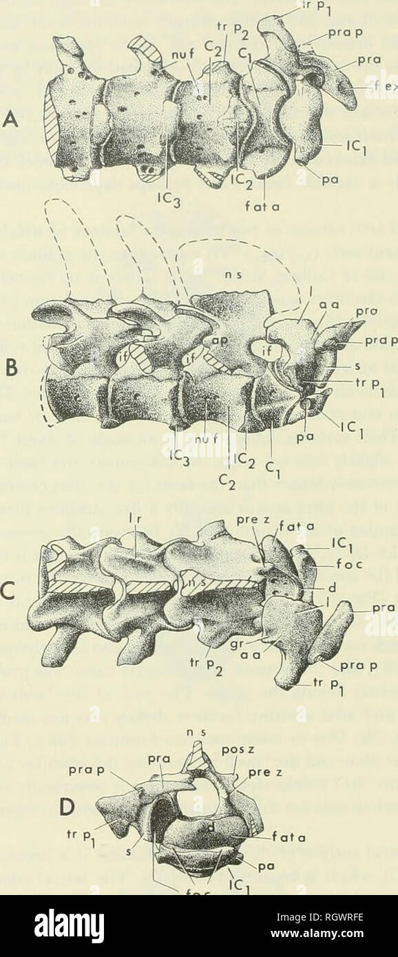 . Bulletin. Natural history. 18 PEABODY MUSEUM BULLETIN 36. fig. 3. The ...
