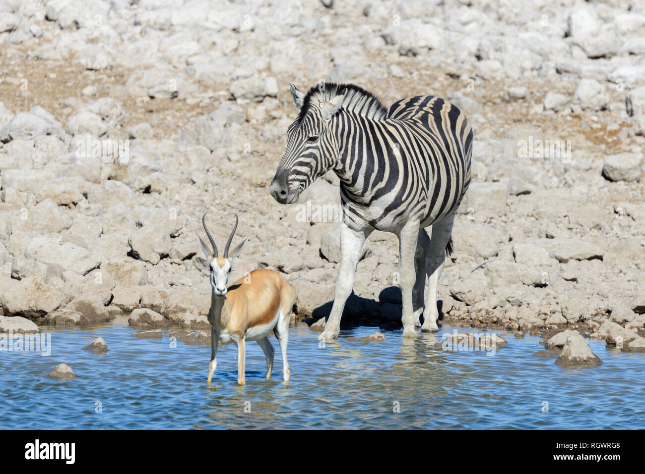 Wild african animals -gnu, kudu, orix, springbok, zebras drinking water ...