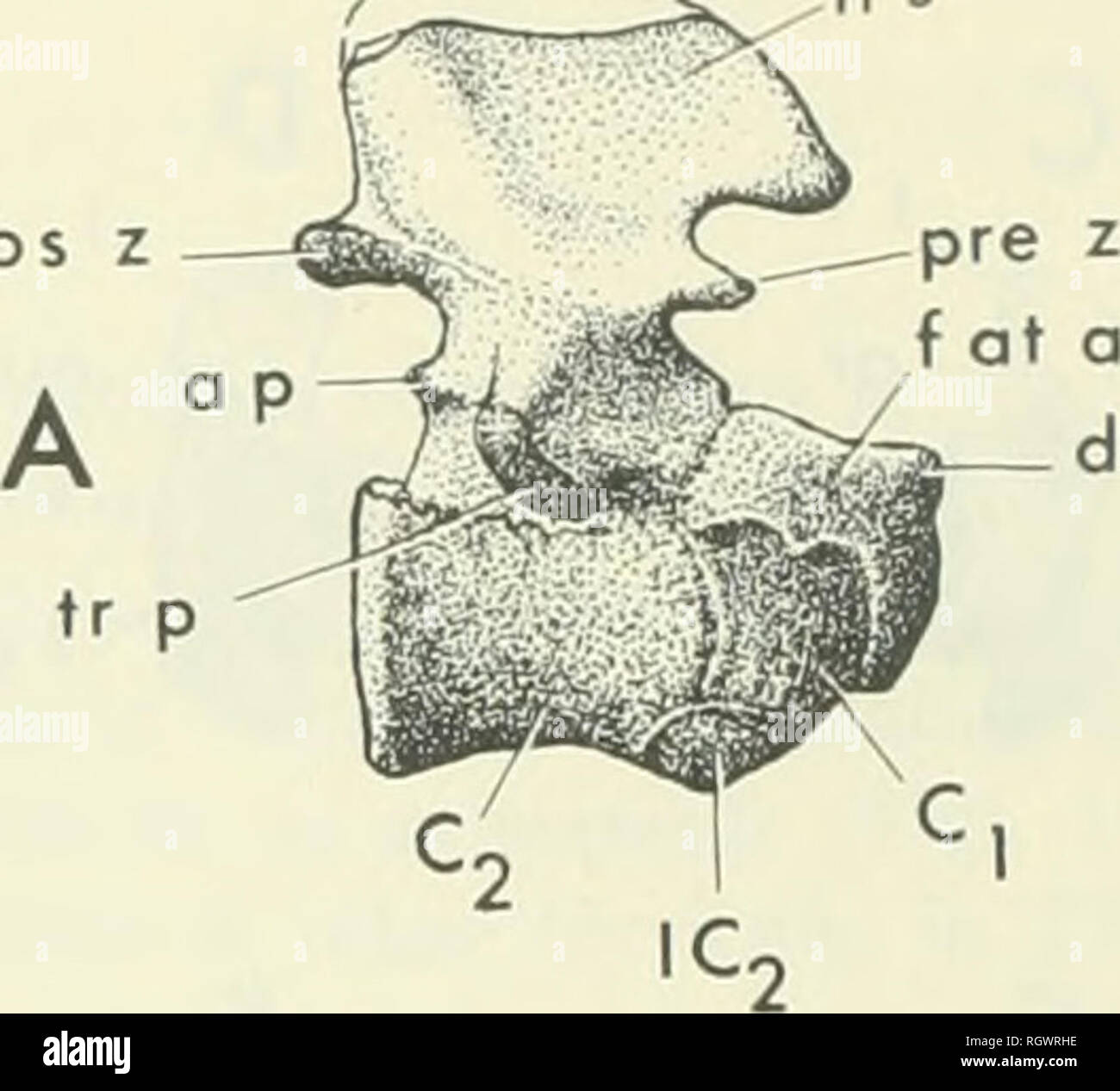 . Bulletin. Natural history. 16 PEABODY MUSEUM BULLETIN 36 of ...