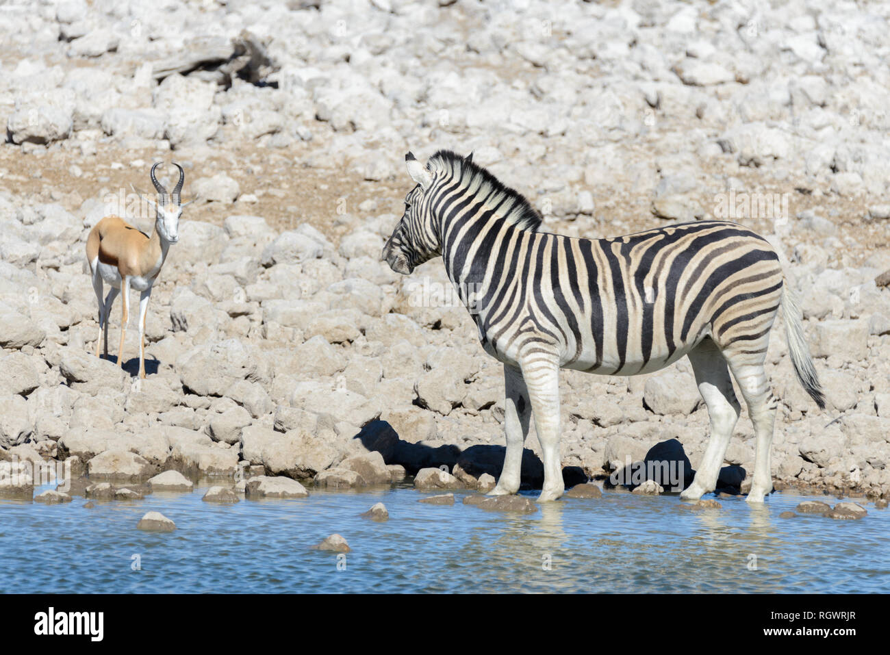 Wild african animals -gnu, kudu, orix, springbok, zebras drinking water ...