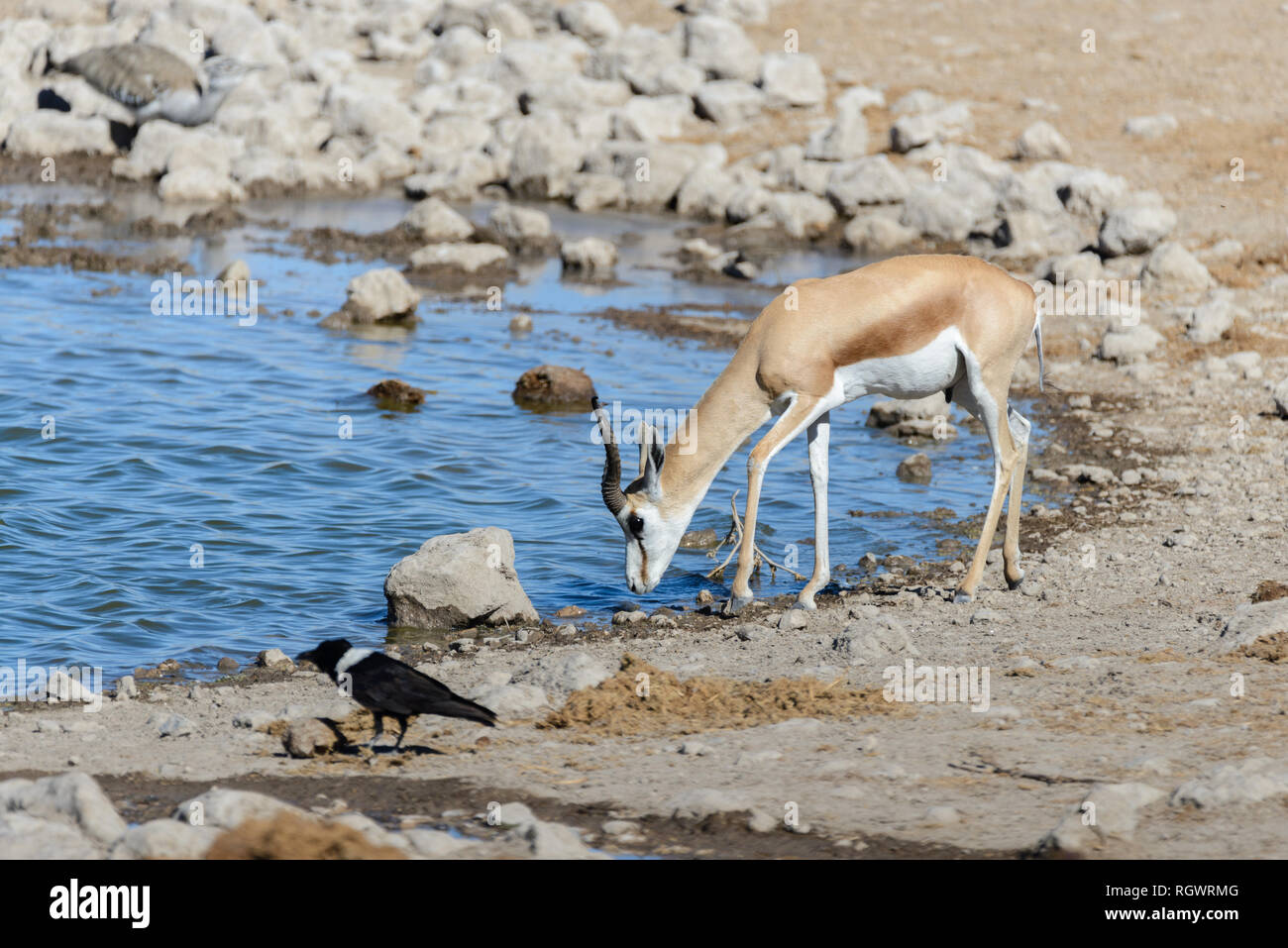 Wild springbok antelopes in the African savanna Stock Photo - Alamy
