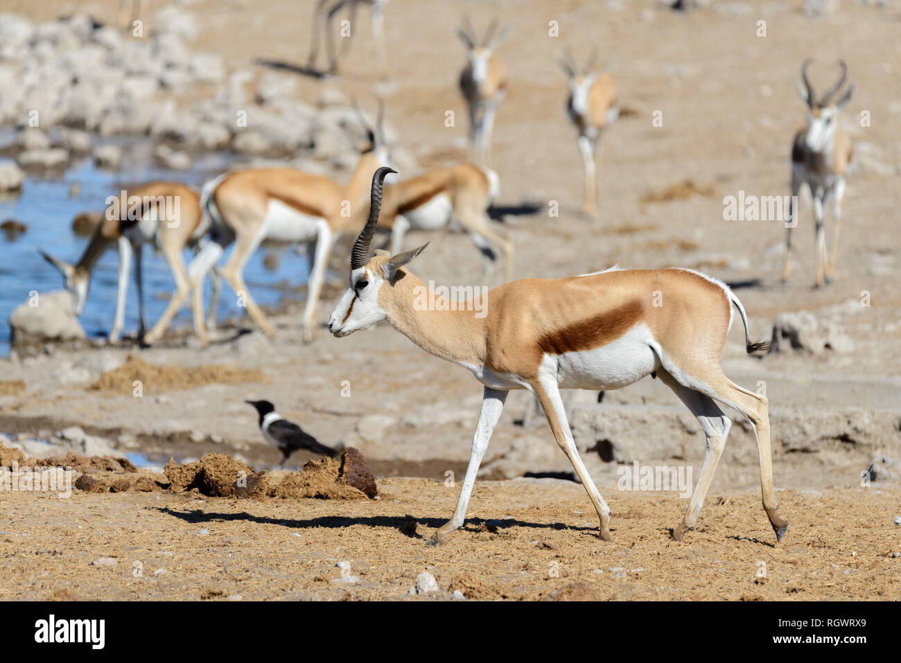 Wild springbok antelopes in the African savanna Stock Photo - Alamy