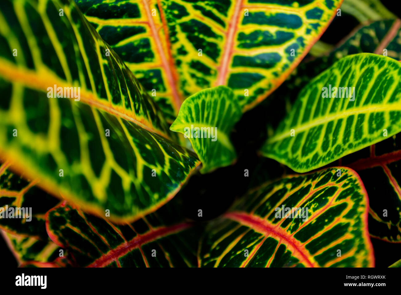 Croton details hi-res stock photography and images - Alamy