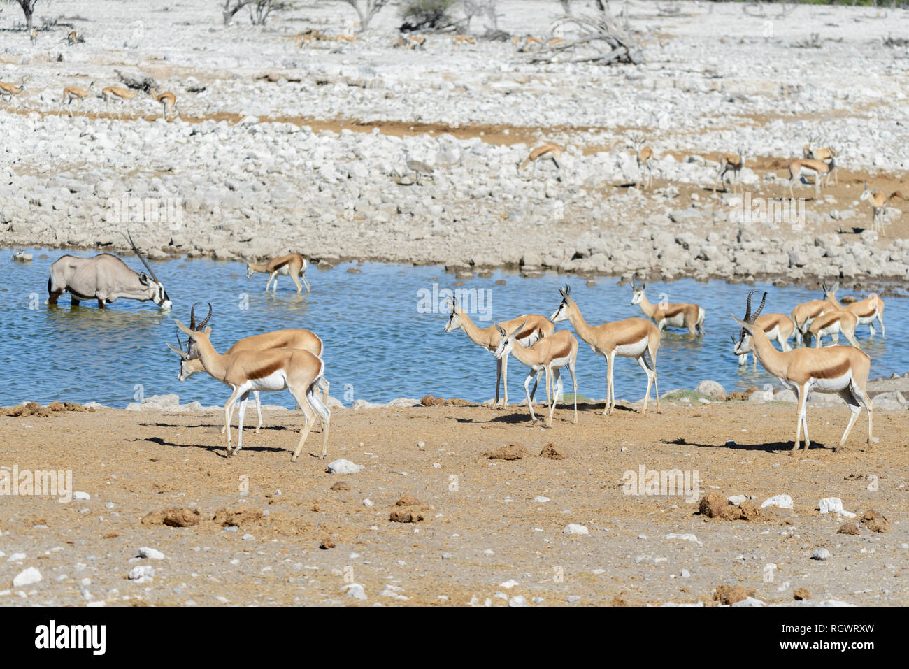 Wild springbok antelopes in the African savanna Stock Photo - Alamy
