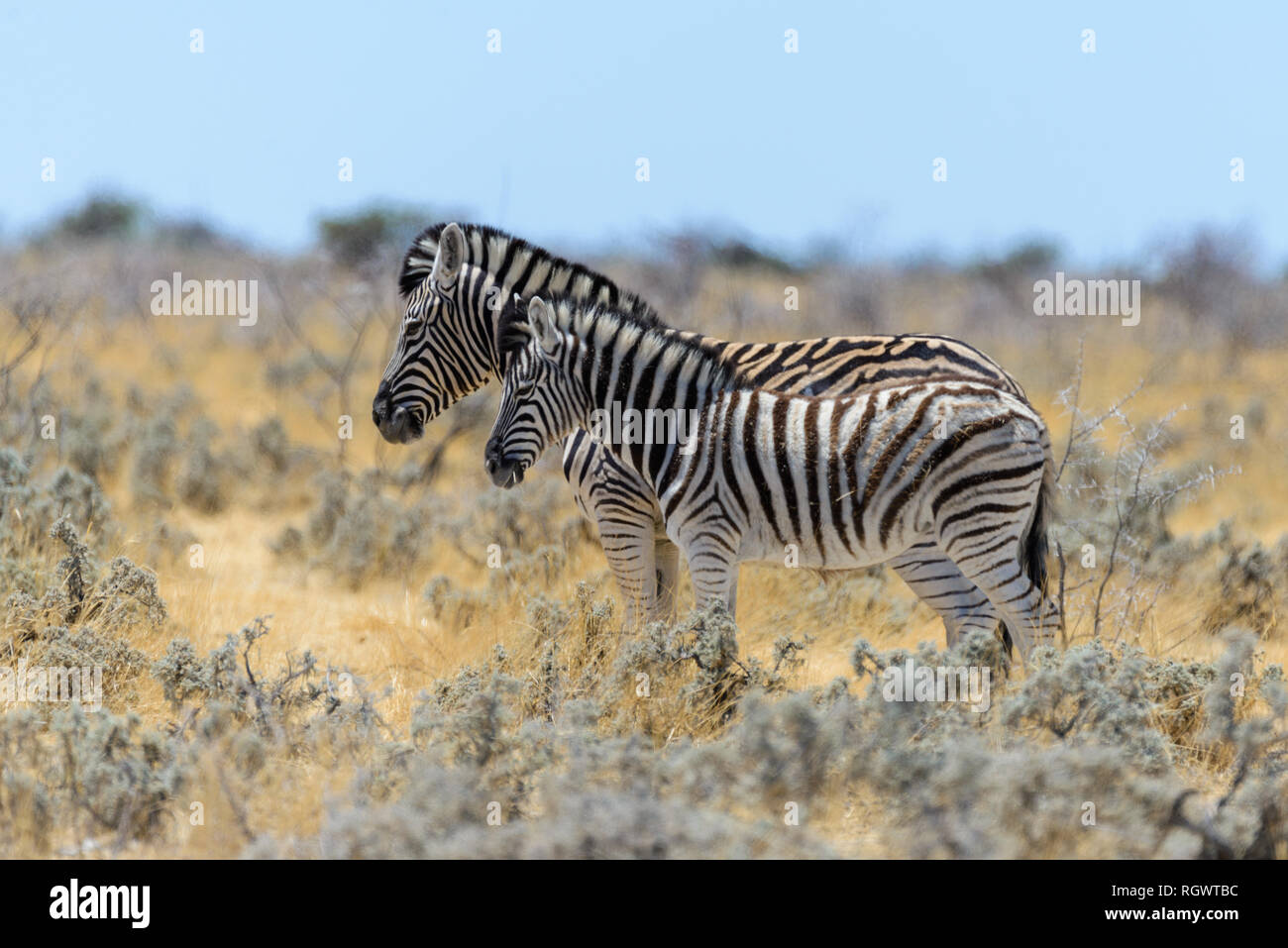 Wild zebra mother with cub walking in the African savanna Stock Photo ...
