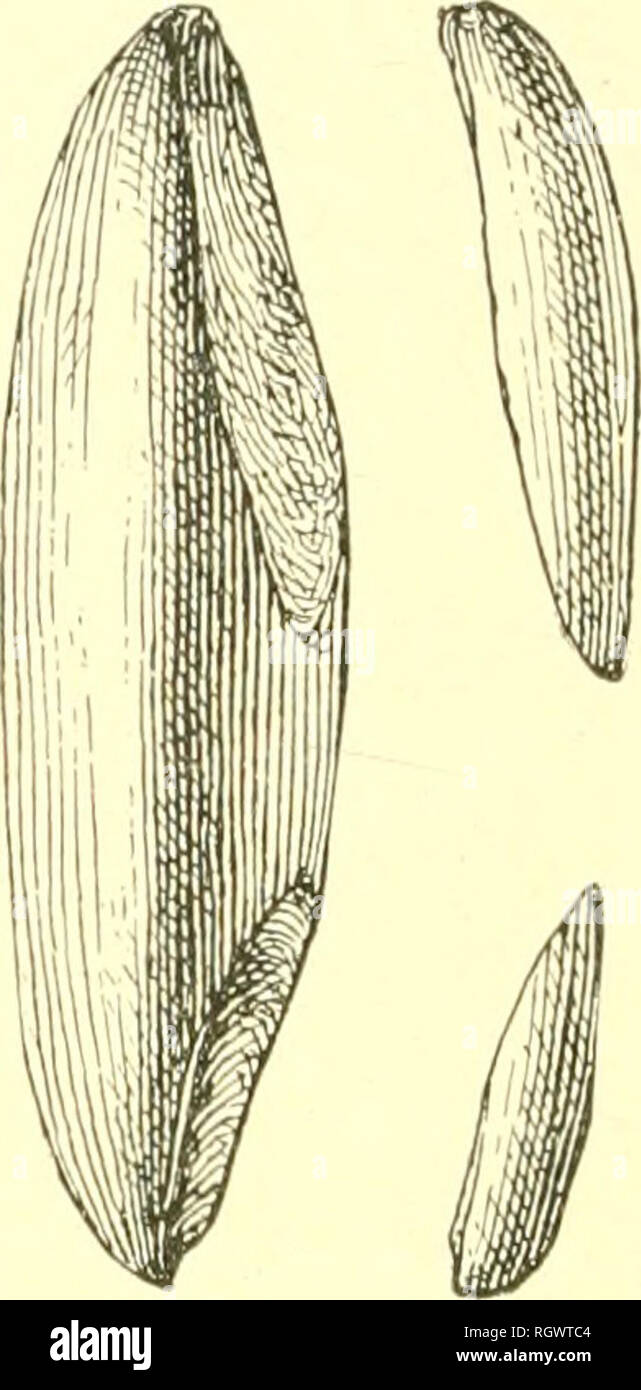 Indirect percussion method hi-res stock photography and images - Alamy