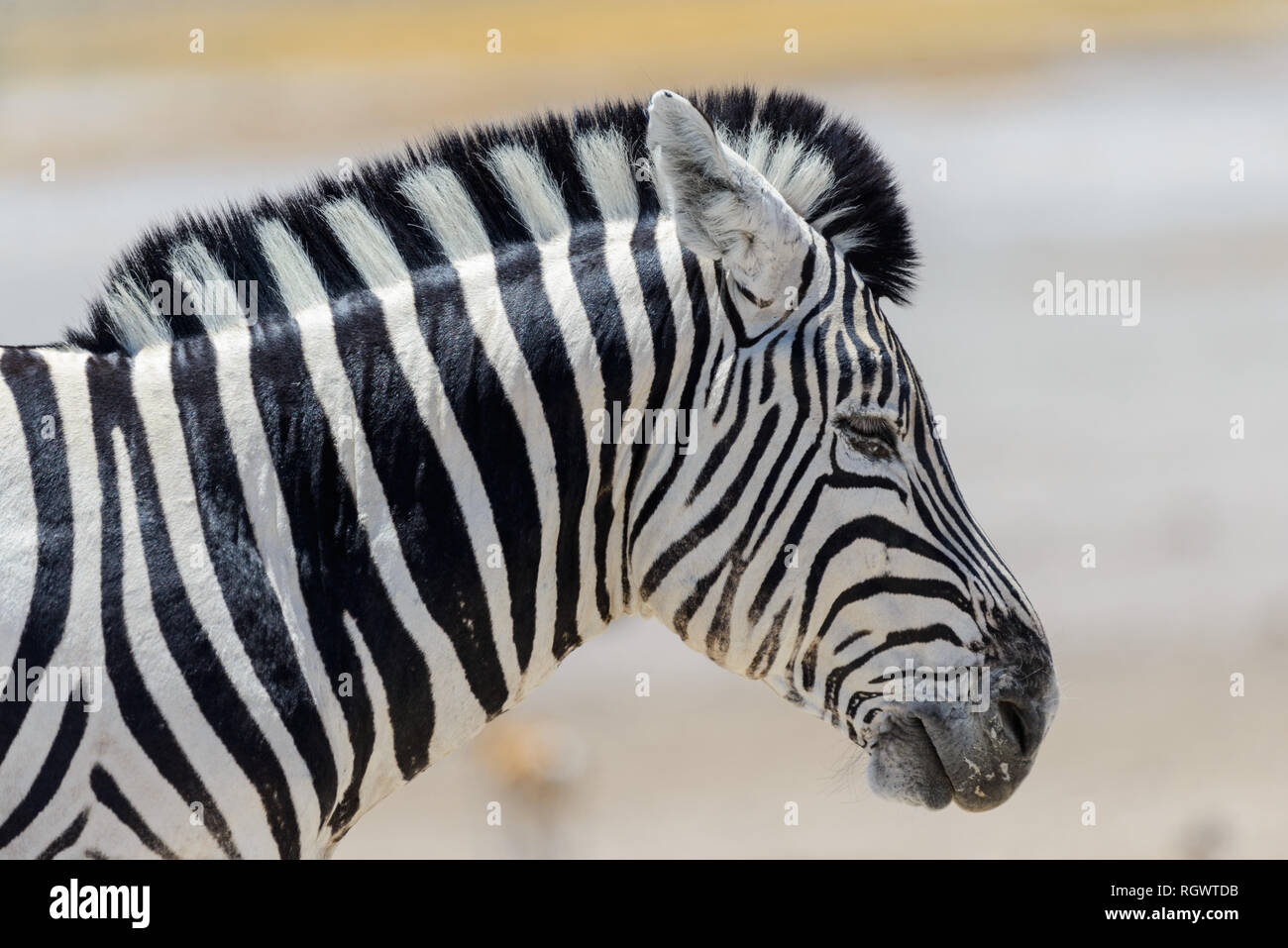 Zebras Running High Resolution Stock Photography and Images - Alamy